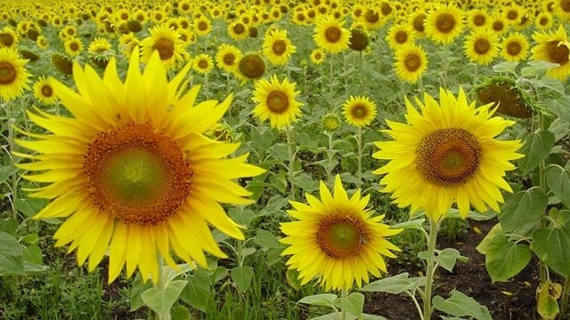 Imagens De Plantas Terrestres Este tipo de plantas son sembradas por ...