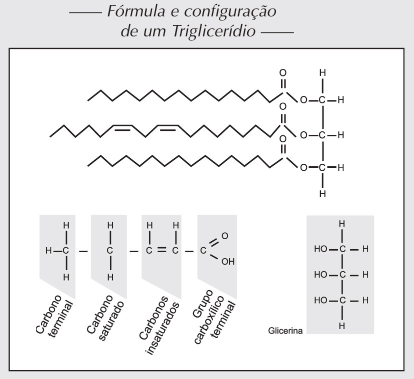 Os Lipídios Nutricionais